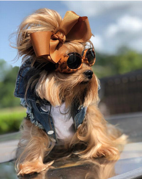 ILS 2 Leopard Frame with Mirror Green Lens | Teacup's Paw Couture